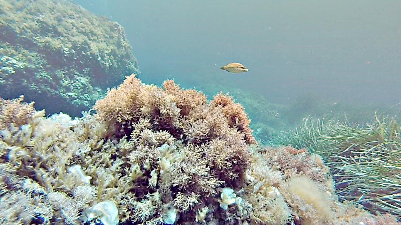 peixos-fish-eyltk-rpno Object Detection Dataset by Roboflow 100-VL