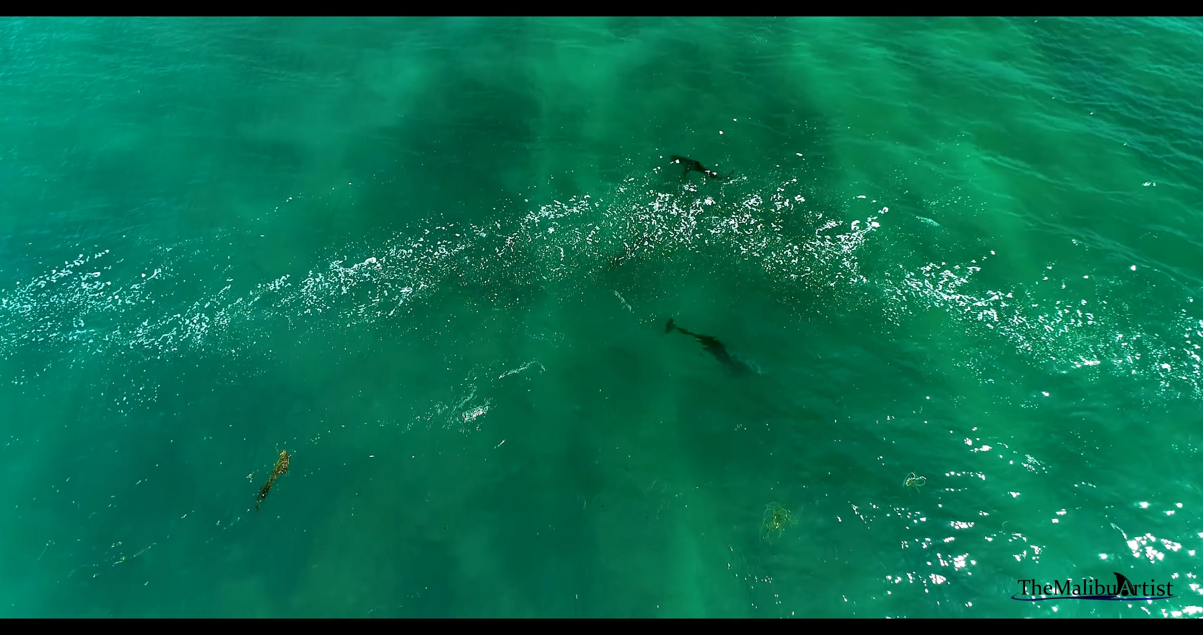 marine-sharks-jqnfk-skffz-iflt Object Detection Model (v1, 2025-03-13 5:57am) by Roboflow 100-VL