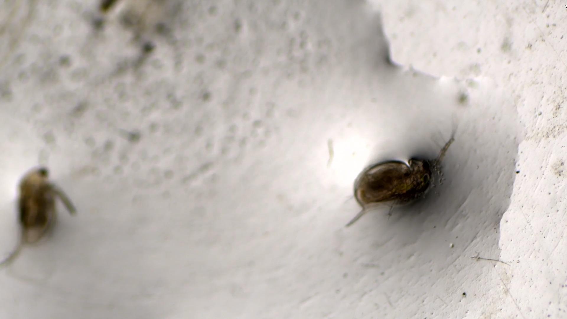 Exploratorium Daphnia Iacgs 5s9ur Qibo Object Detection Dataset By Roboflow 100 Vl