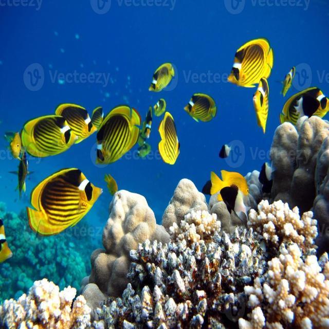 My First Project Instance Segmentation Dataset and Pre-Trained Model by danghohai2004