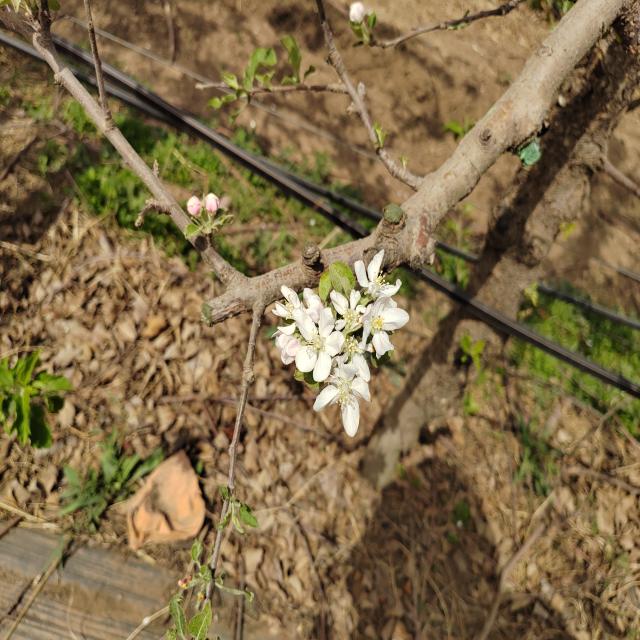 flower-coco Instance Segmentation Dataset by Carlos Gonzalez