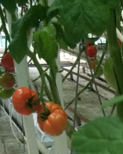 Tomatoes Object Detection Model By Object Detection Fyp