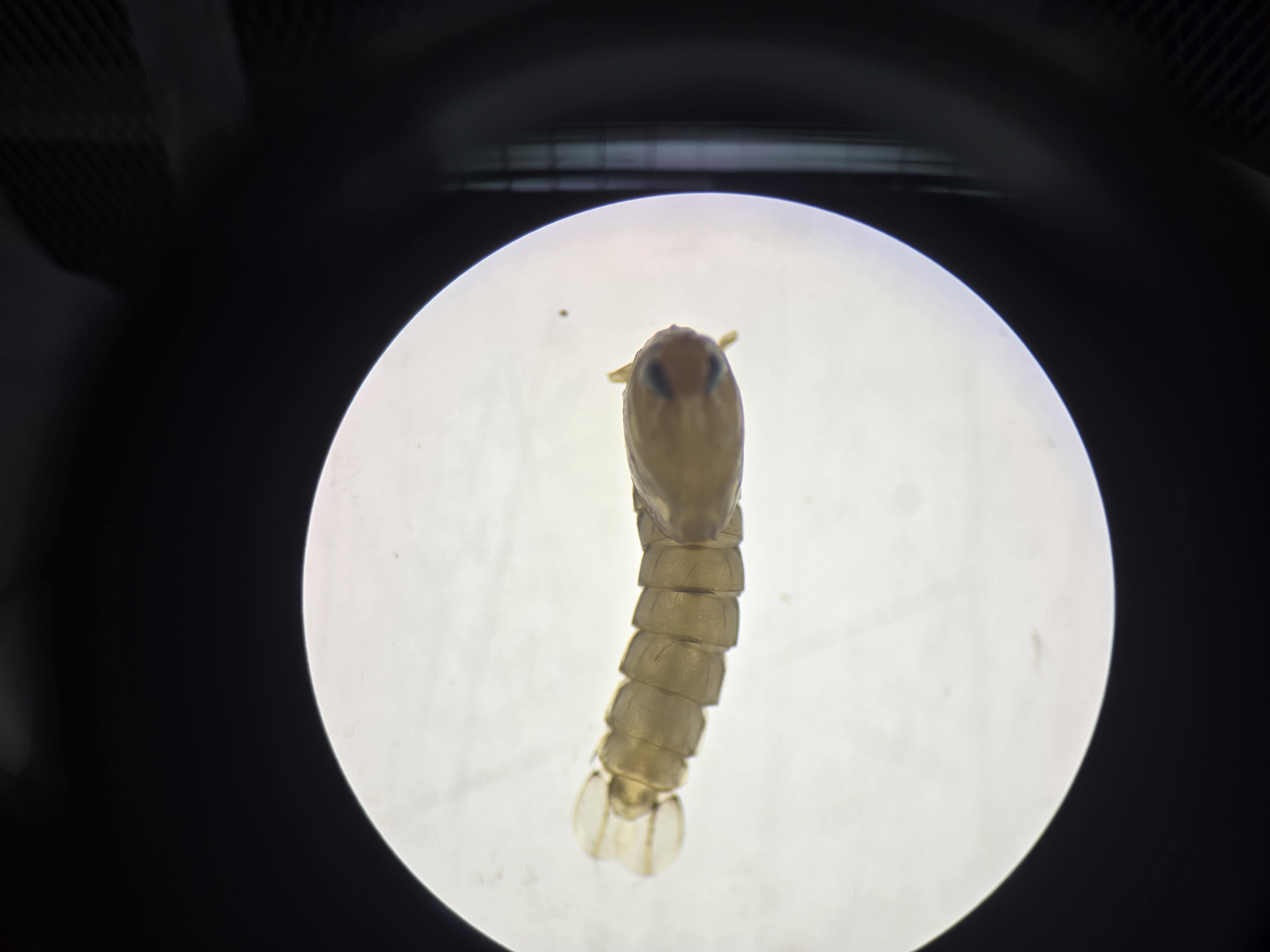 Aedes ageypti Pupae (Dataset1) Object Detection Dataset by Marcys