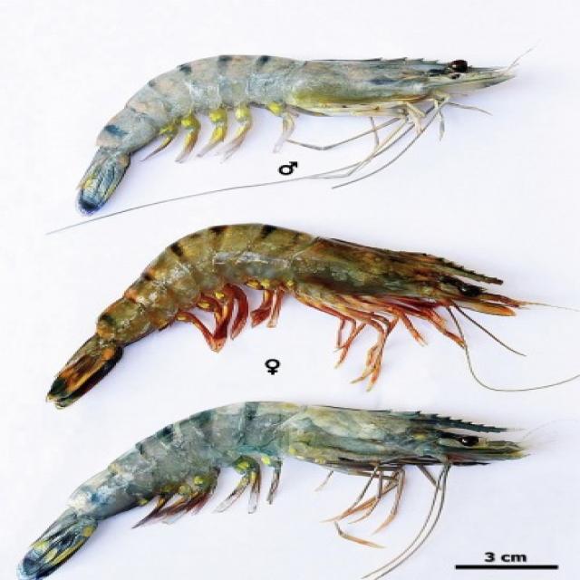 Shrimp_Detector_v8_3 Object Detection Dataset by thesisproject