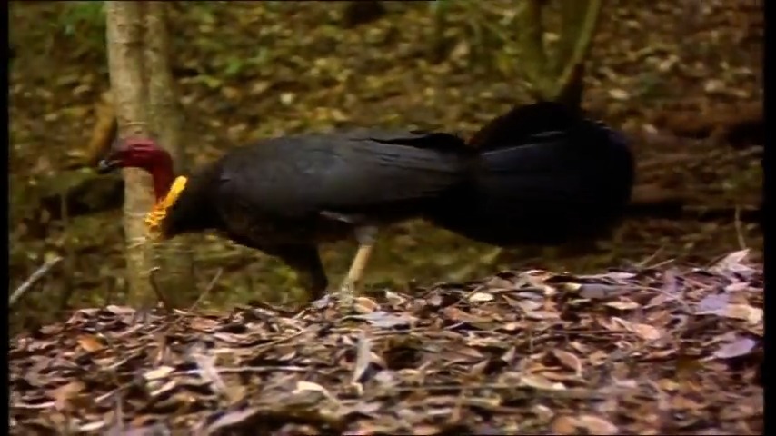 brush-turkey Object Detection Model by Just Me
