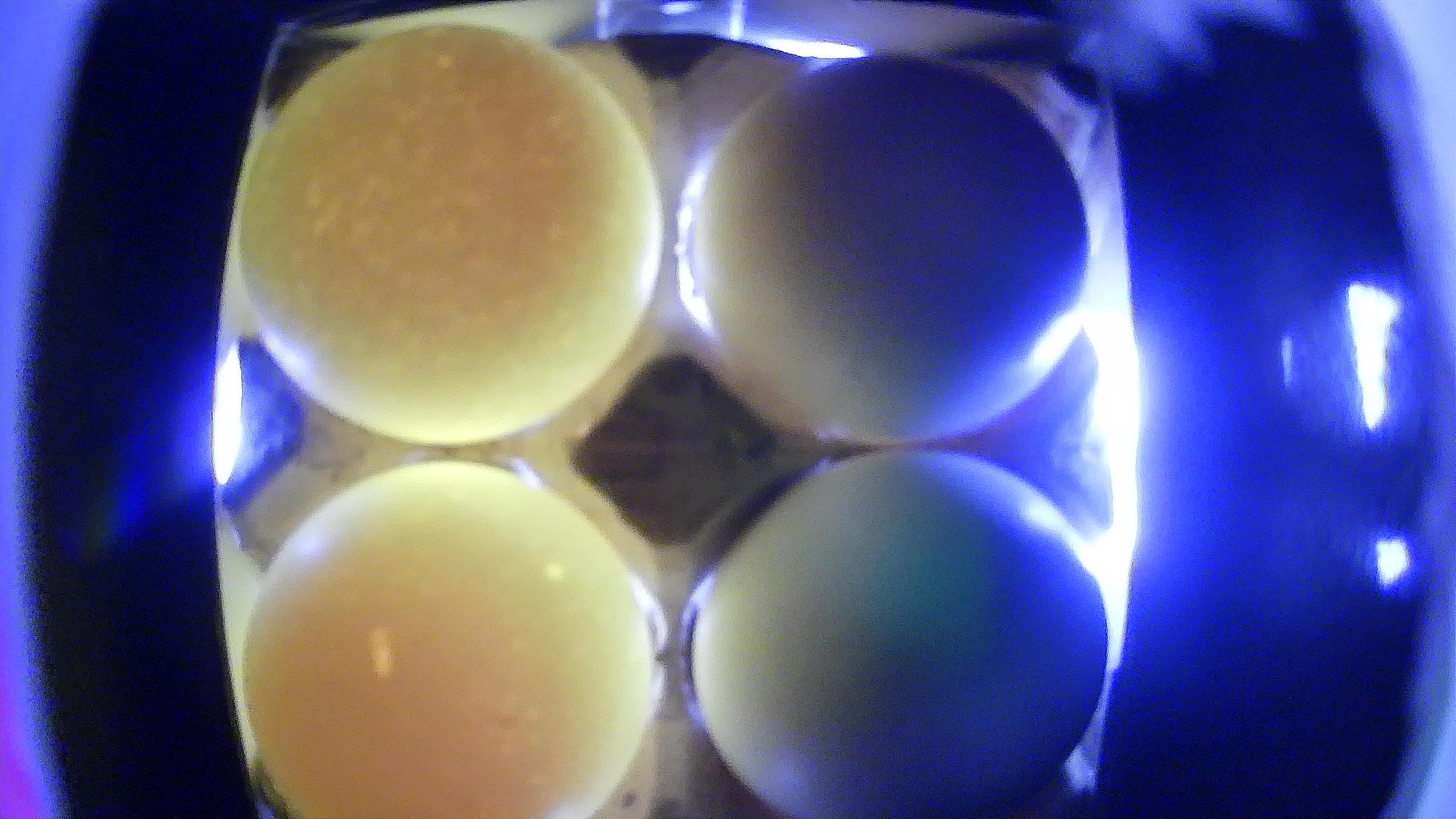 rotten egg detector Object Detection Model by thesis