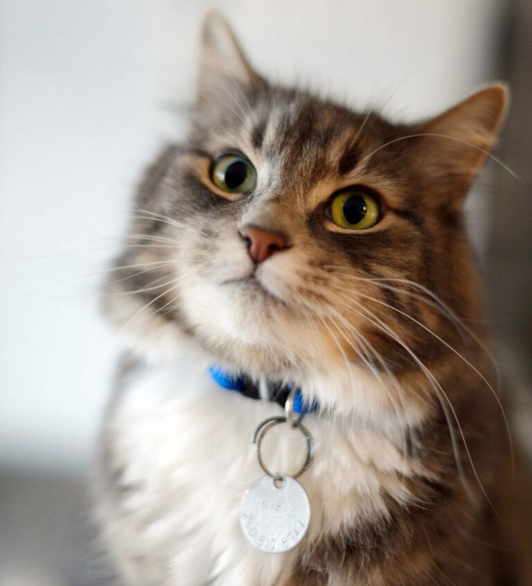 cat tag - Roboflow Universe