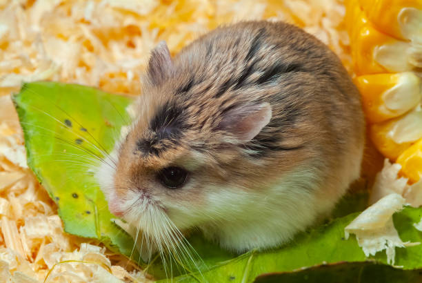Hamster Plus Primer Classification Dataset by Hamster
