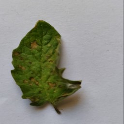 Tomato diseases Object Detection Dataset by project