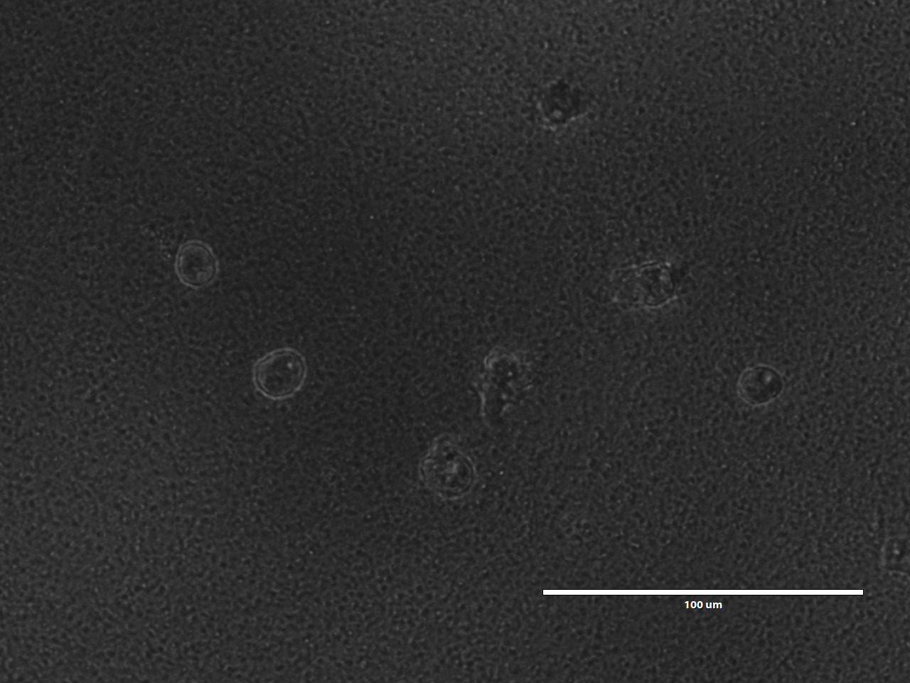 How to Use the Amoeba Object Detection API