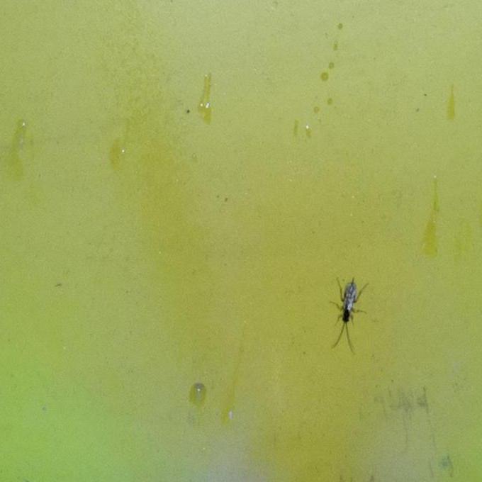 Insect Object Detection Dataset By University Project Insects