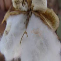 abcd Object Detection Model by Project Work 202024