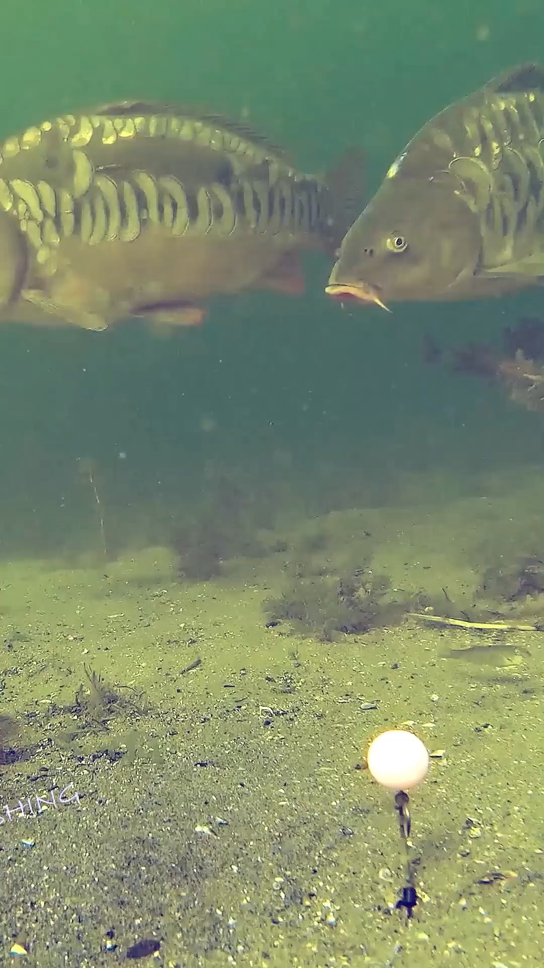 fish project Instance Segmentation Model by K9PIGEON