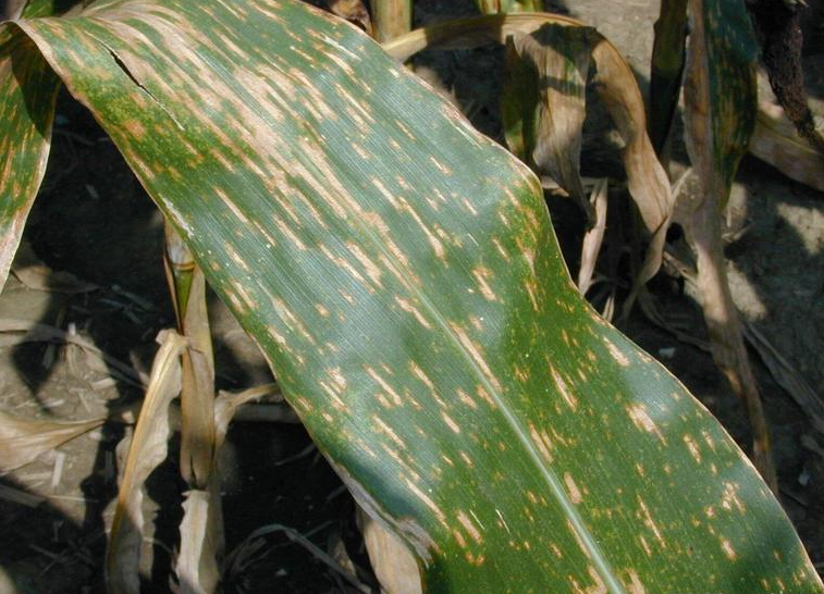 Maize Guard Classification Model by Maize Guard