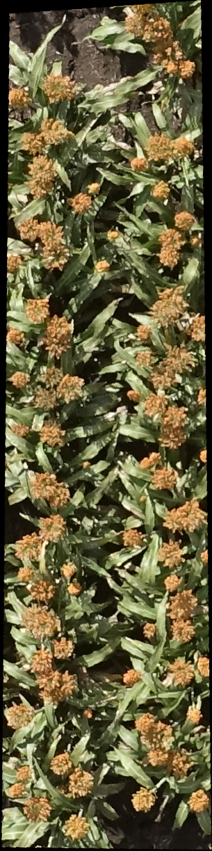 Sorghum Object Detection Model V3 Raw Sh By Wei Guo