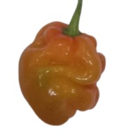 Jenicon - Roboflow Universe