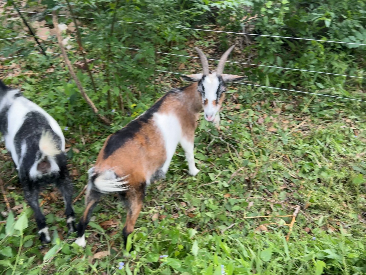 Active Learning 3 Instance Segmentation Instance Segmentation Dataset And Pre Trained Model By