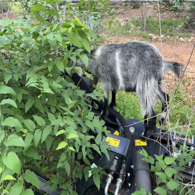 How To Use The Grass Object Detection Project Object Detection Api