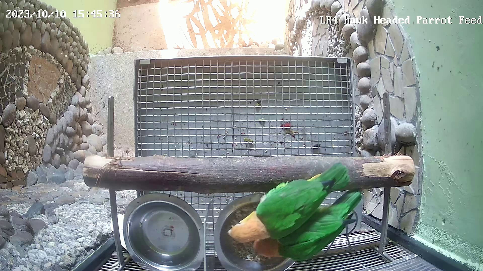 Bird Detection Object Detection Dataset By Eizen