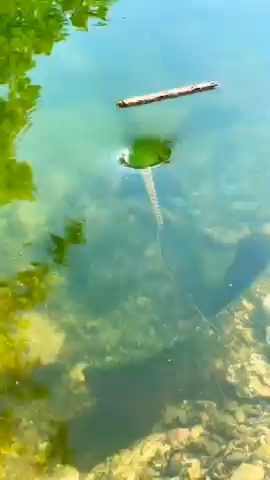 murky water Object Detection Model by gemastik 2024