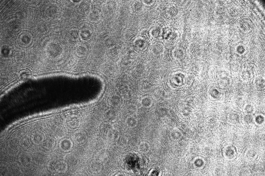 Sturgeon Minnows V1 Object Detection Dataset By Delaney Sanborn