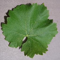 grape leaf disease Object Detection Dataset by freeaccount