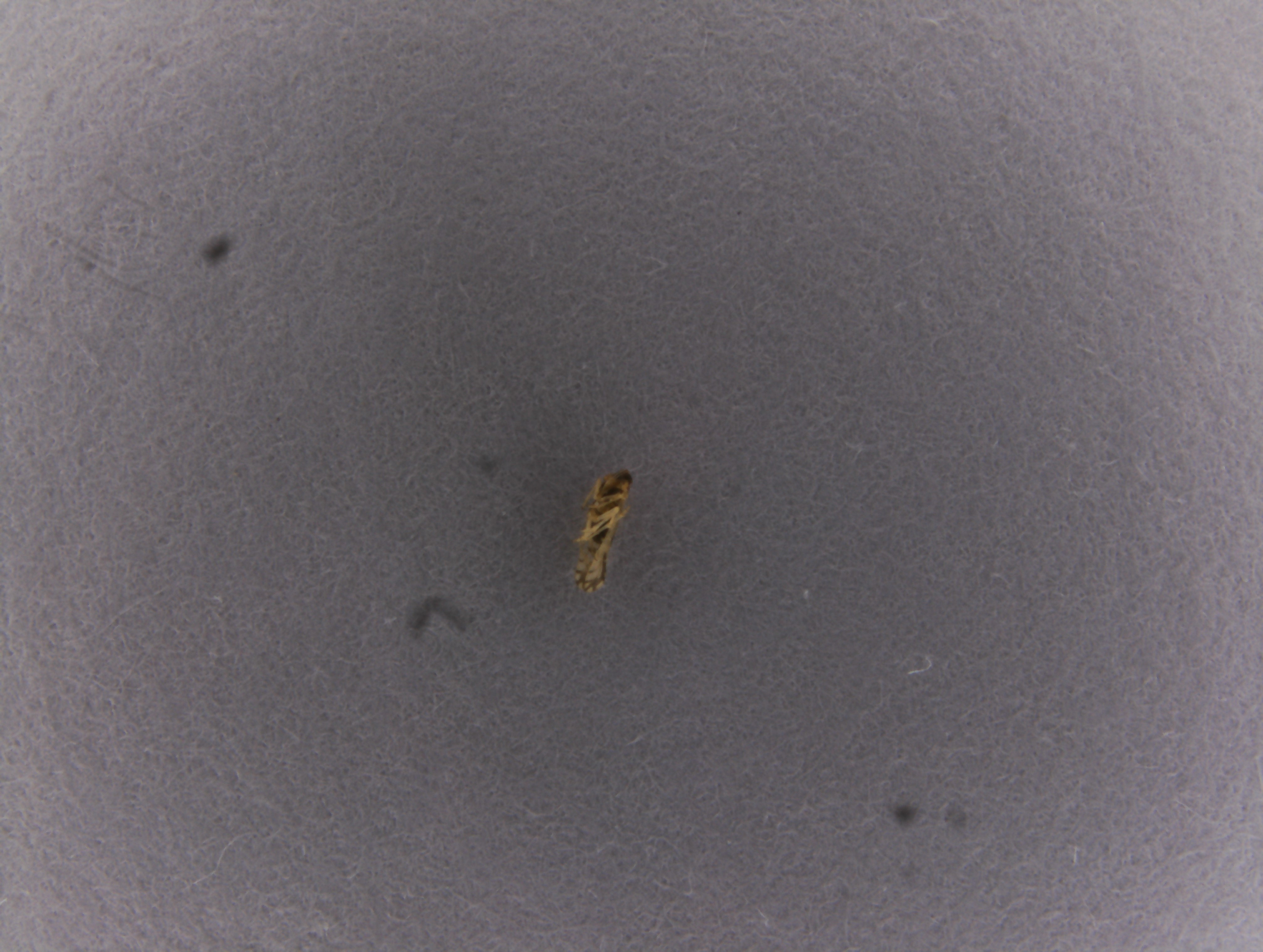 Insect Classification Dataset by SFT