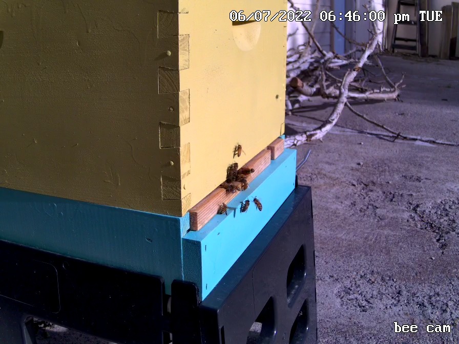 bee counter Object Detection Dataset and Pre-Trained Model by bees