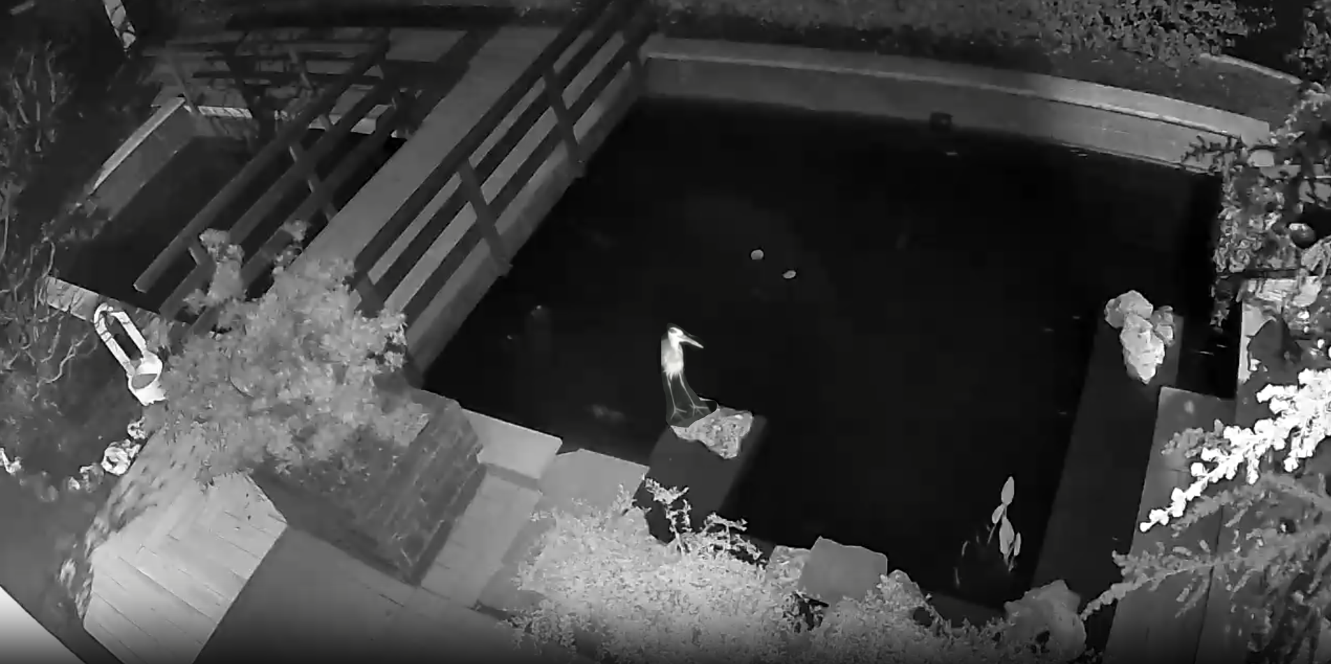 Heron Hunter Object Detection Model by heronhunter