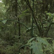 Pepper stems Instance Segmentation Dataset by CMU Pepper People