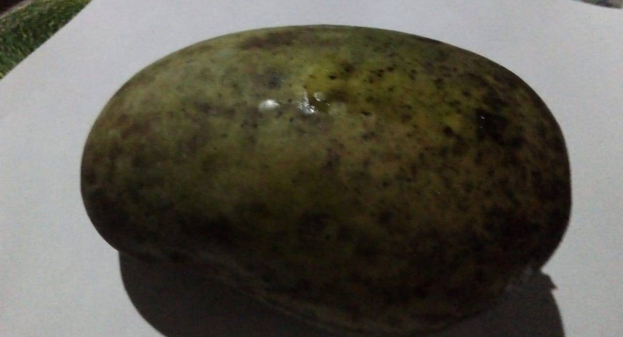 How To Use The Mango Labeling Object Detection Api 9497