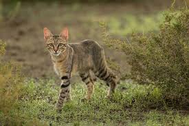 computer vision cats vs dogs Object Detection Dataset by Cats vs Dogs