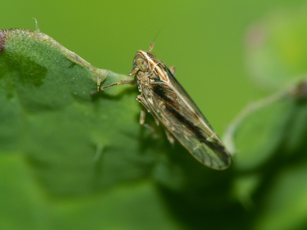 Annotation Object Detection Dataset And Pre Trained Model By Project Bilrr