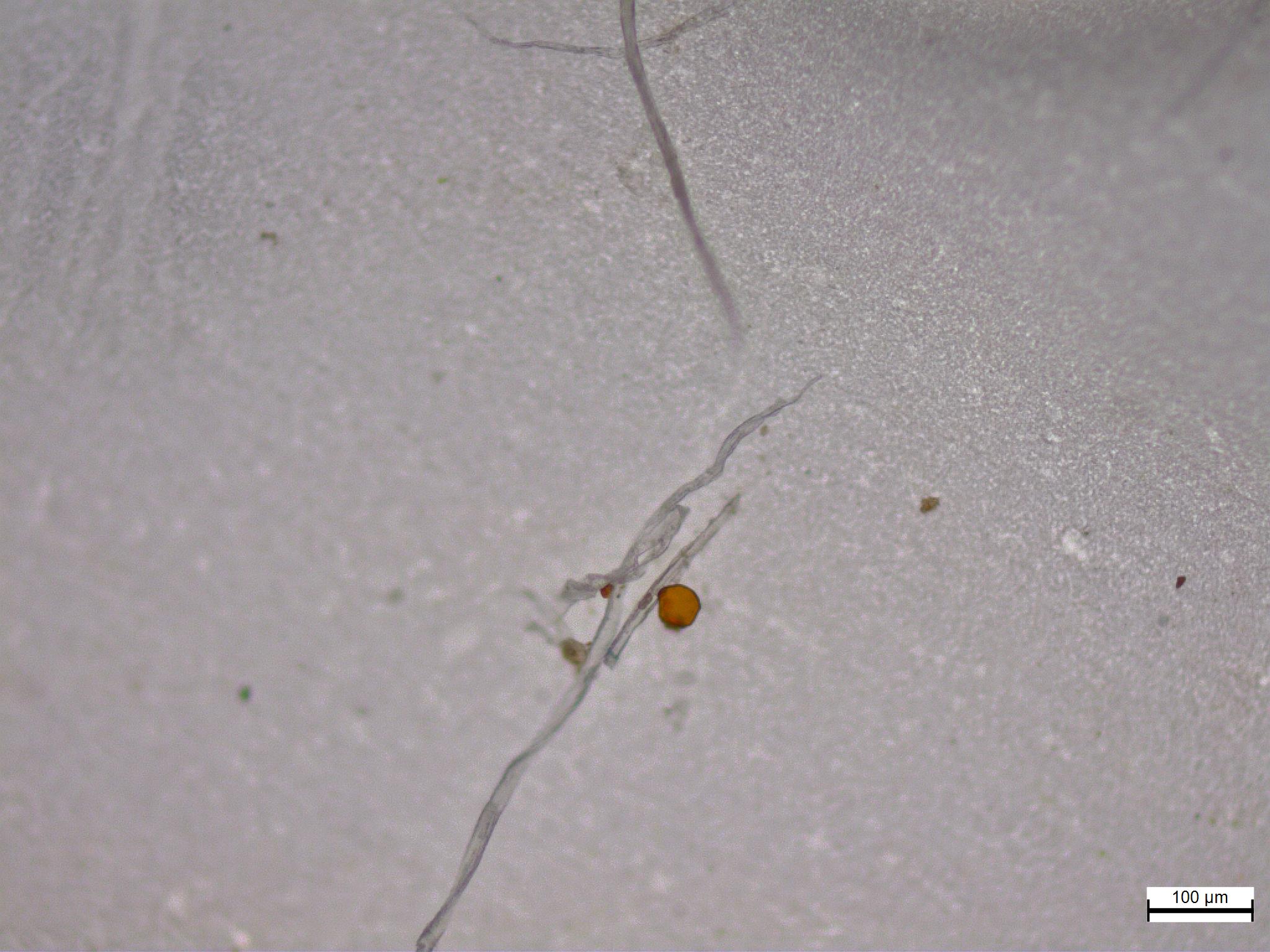 Sem Images Object Detection Dataset And Pre Trained Model By Image Segmentation