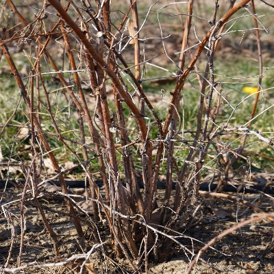 prune 3 Instance Segmentation Dataset and Pre-Trained Model by raspberry leaf Detection