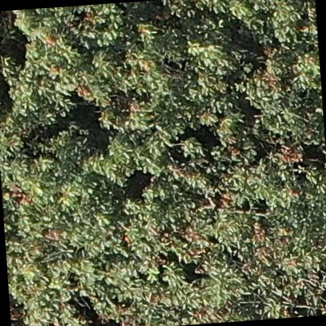 Tree Species Classification Dataset And Pre Trained Model By Keerthana Vadivel