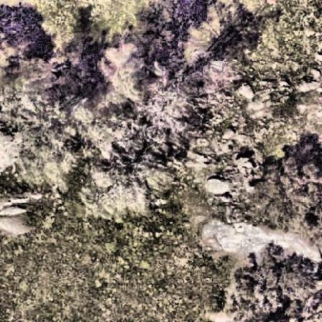 Tree Detection Object Detection Dataset And Pre Trained Model By