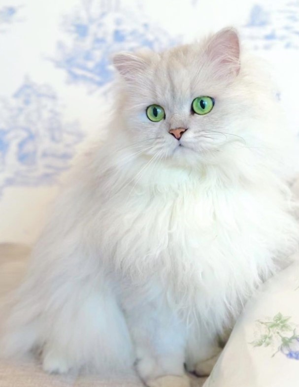 Persian Object Detection Dataset by LuvPets