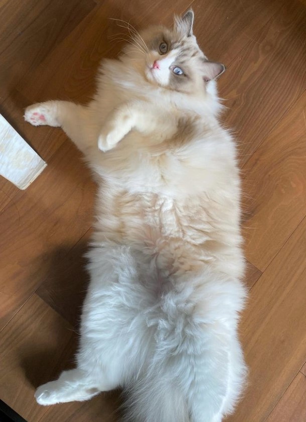 Ragdoll Object Detection Dataset by LuvPets