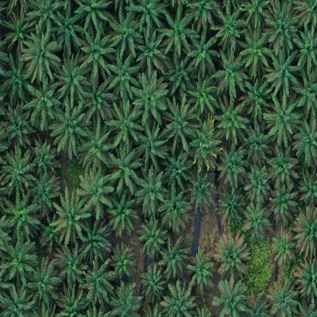 Palm Tree Health Object Detection Model by Unikl MIIT