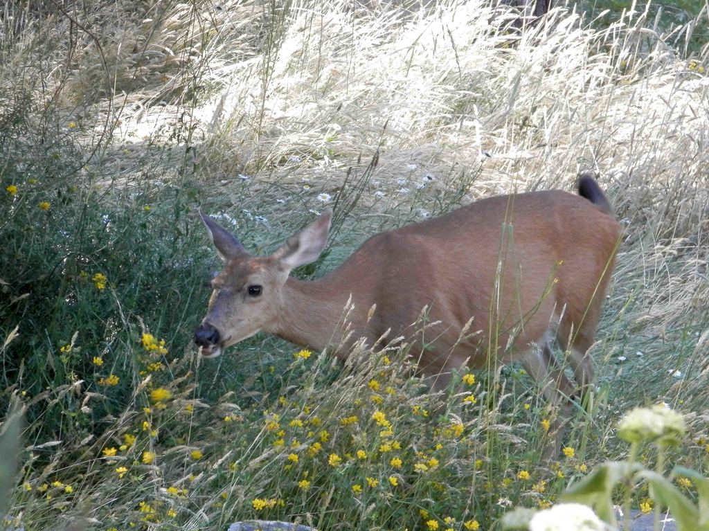 Active Animal Defender Object Detection Dataset by Yue Chen