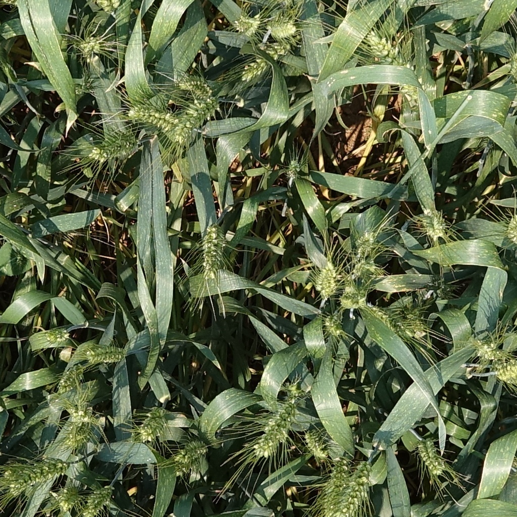 Wheat Spike Detection Object Detection Dataset By Pakeeza