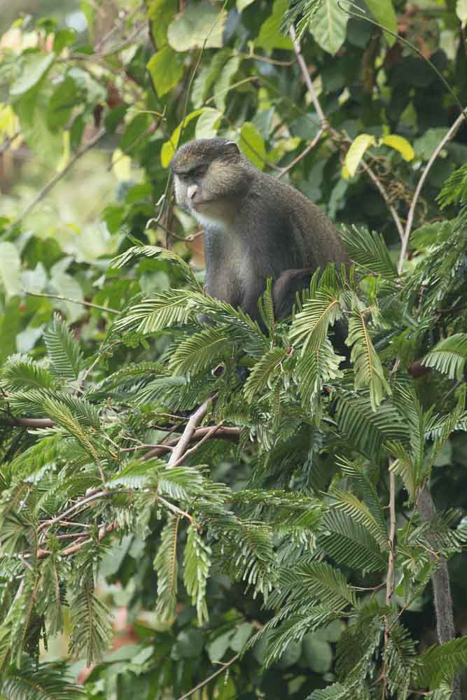 Monkey Facial Recognition Object Detection Dataset by FAU 2021