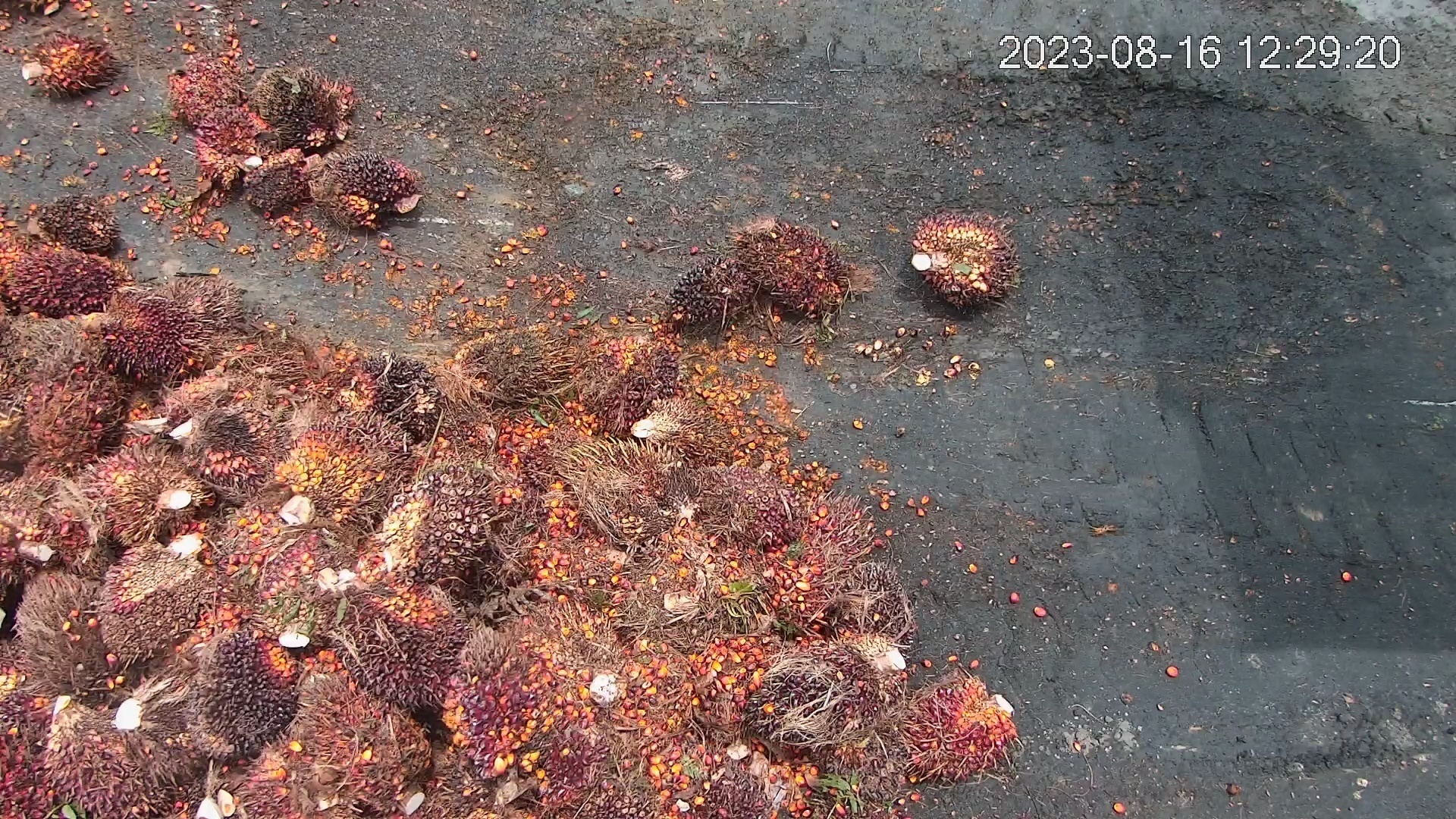 ffb-seg-yolov8-v2 Instance Segmentation Model by ffb