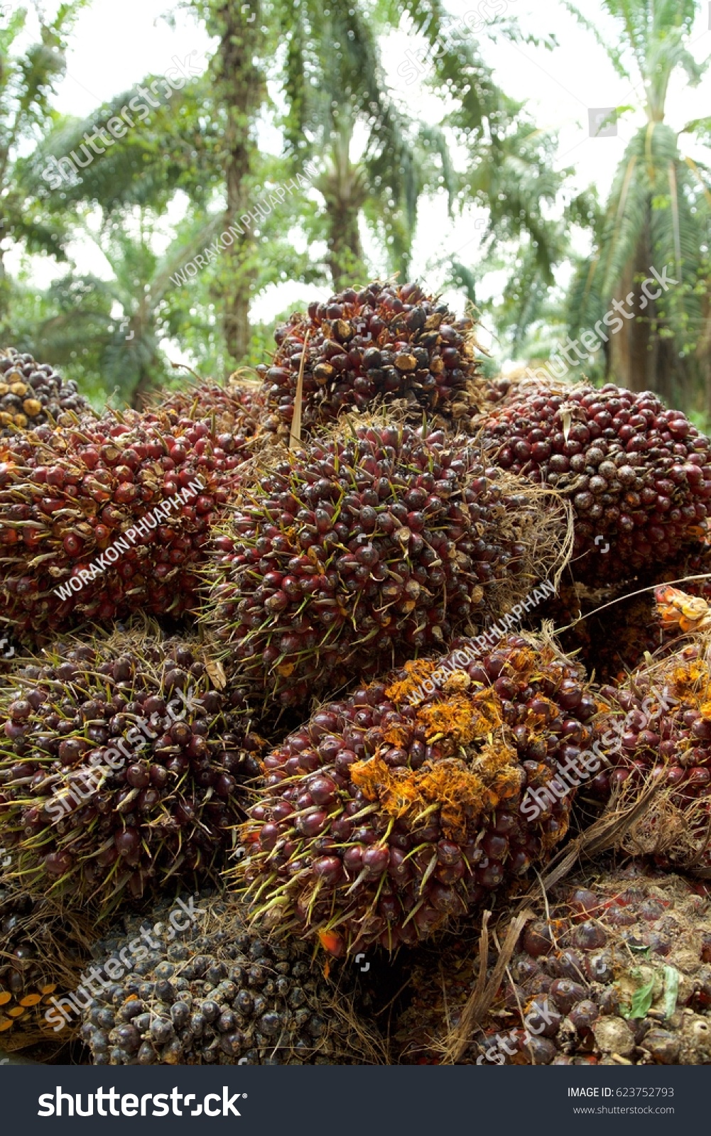 ffb_seg Instance Segmentation Dataset by ffb