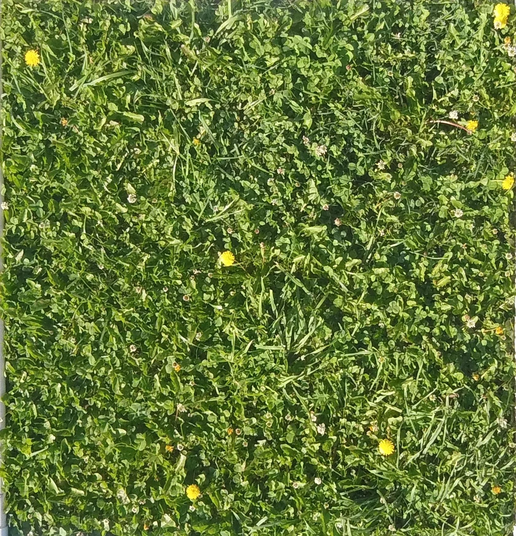 Dandelion AI Object Detection Model by AI in AG