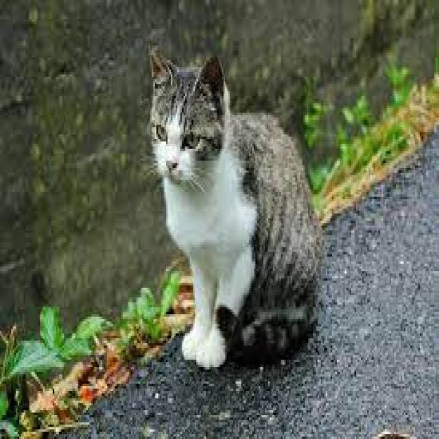 object detection Object Detection Model by School