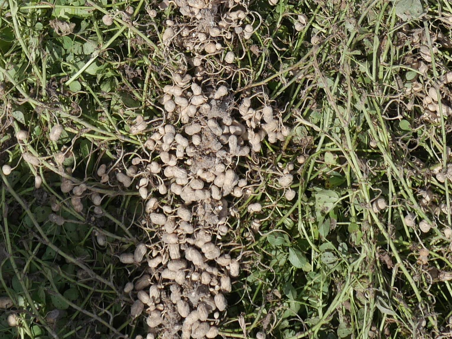 peanut_tifton_patch Object Detection Dataset by zhengkun.li@uga.edu