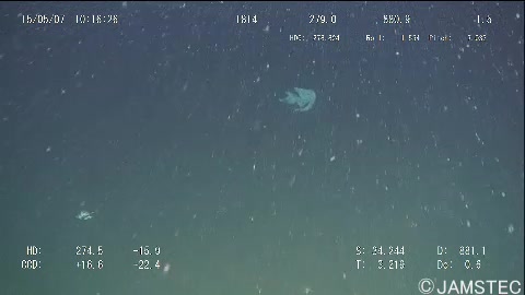 Underwater Trash detection Object Detection Dataset and Pre-Trained Model by VIT chennai