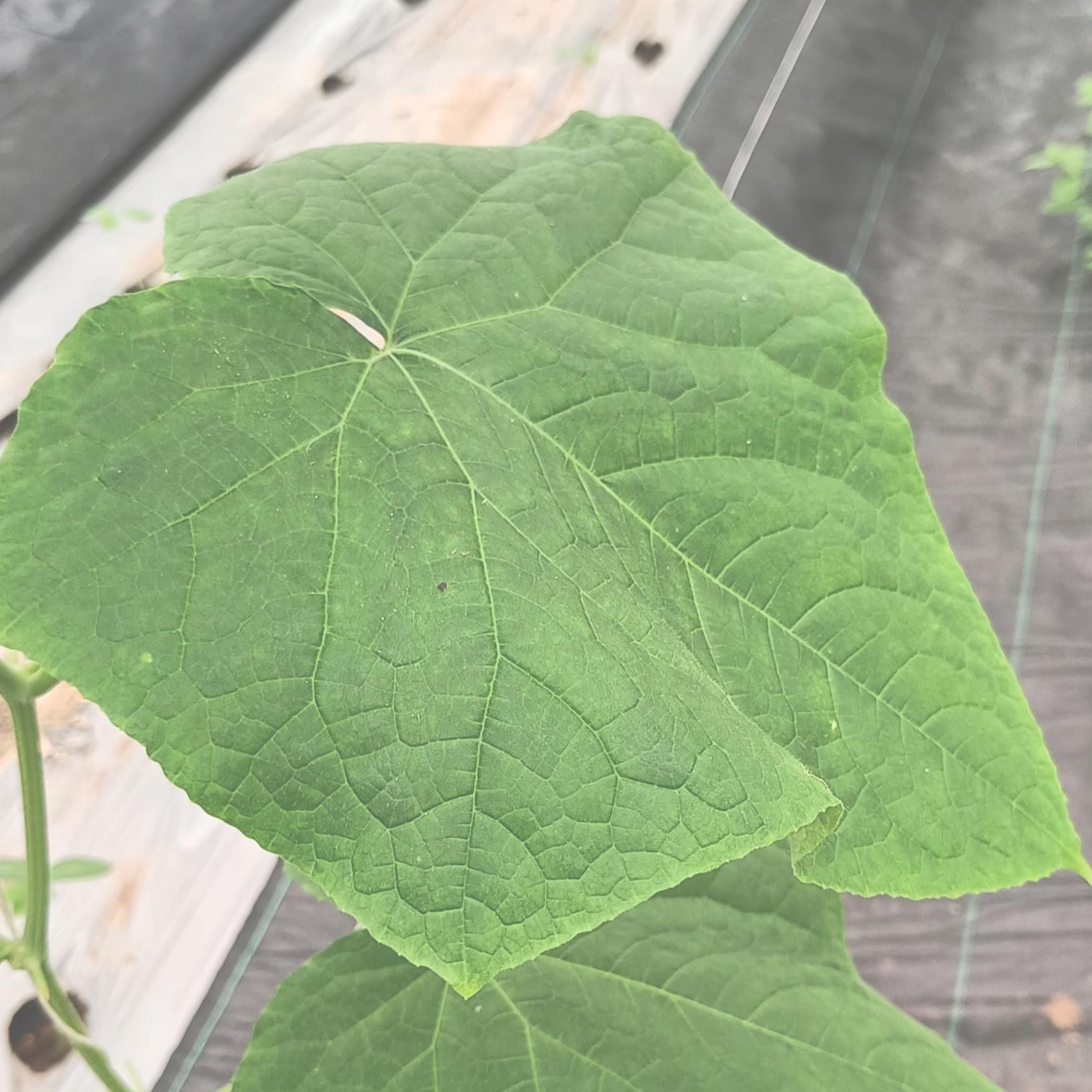 Leaf Health Detector Object Detection Model by leaf